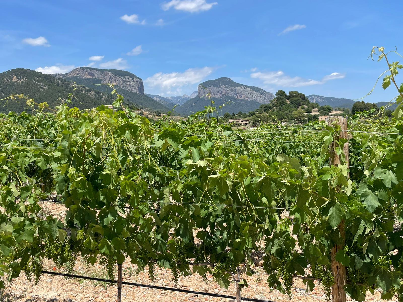 Bodega Oloron | Winery - Alaró, Mallorca